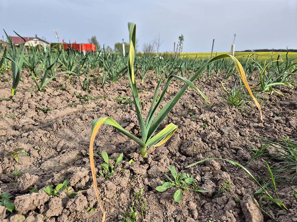 Hnojení česneku | Ledek vápenatý | Farma Oucmanice